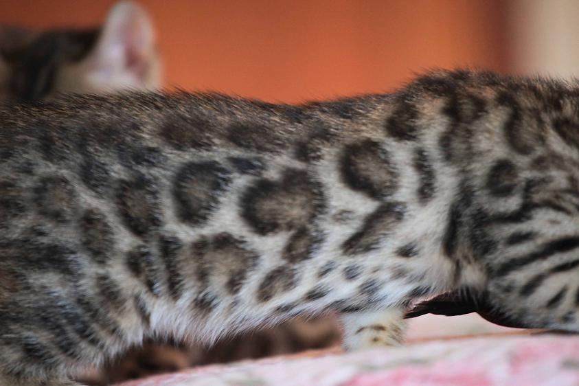 EnchantedTails Bengal Cats - Shakira's Purebred, TICA Registerd Bengal ...