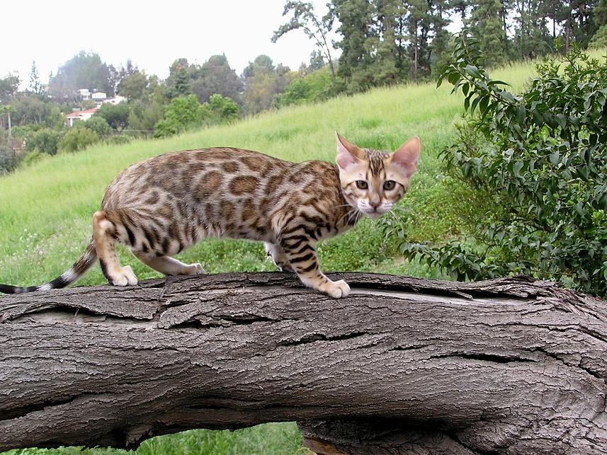 EnchantedTails Bengal Cats - Keeper Bengal Kittens For Our Breeding Program