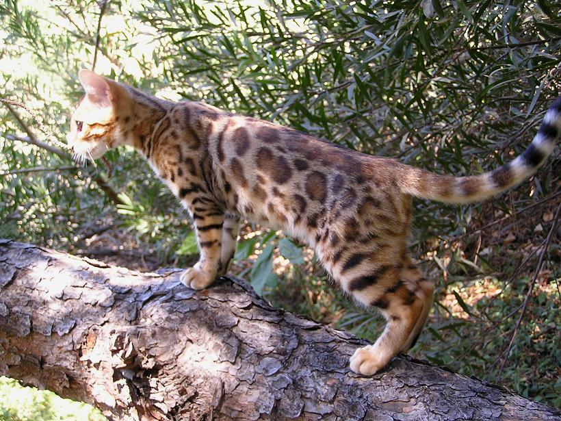 EnchantedTails Bengal Cats - Keeper Bengal Kittens For Our Breeding Program