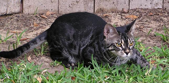 EnchantedTails Willy Wonka ~ Bengal Cat Breeder