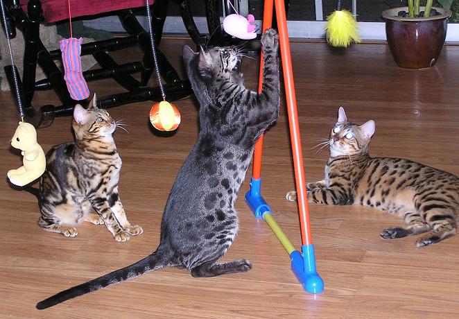 EnchantedTails Willy Wonka ~ Bengal Cat Breeder